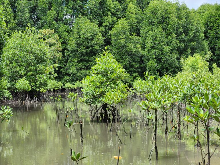 Building Community-based Mangrove Conservation, Protection and ...